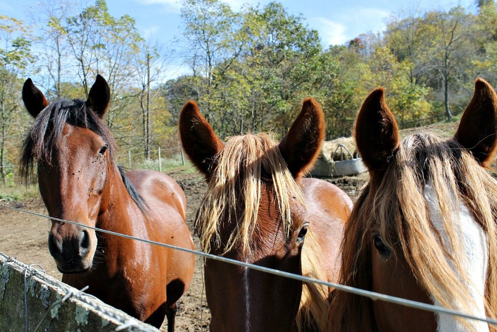 Finding a home for mustangs - Farm and Dairy