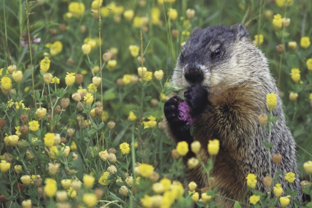 Groundhog's day: Why exactly do groundhogs hibernate? - Farm and Dairy