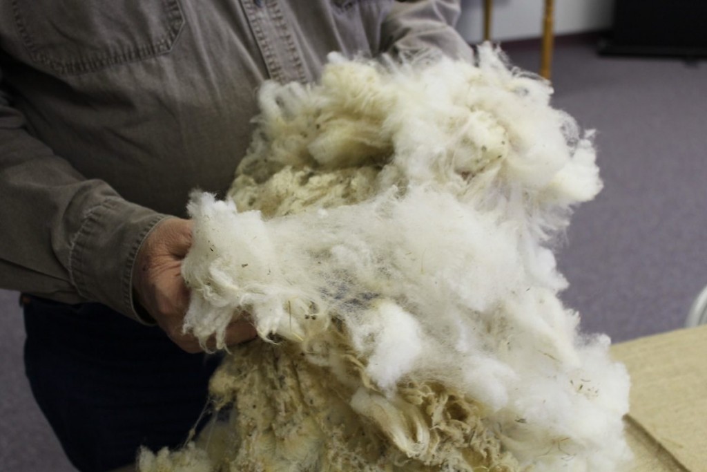 Ohio wool growers learn how to make a better cut - Farm and Dairy