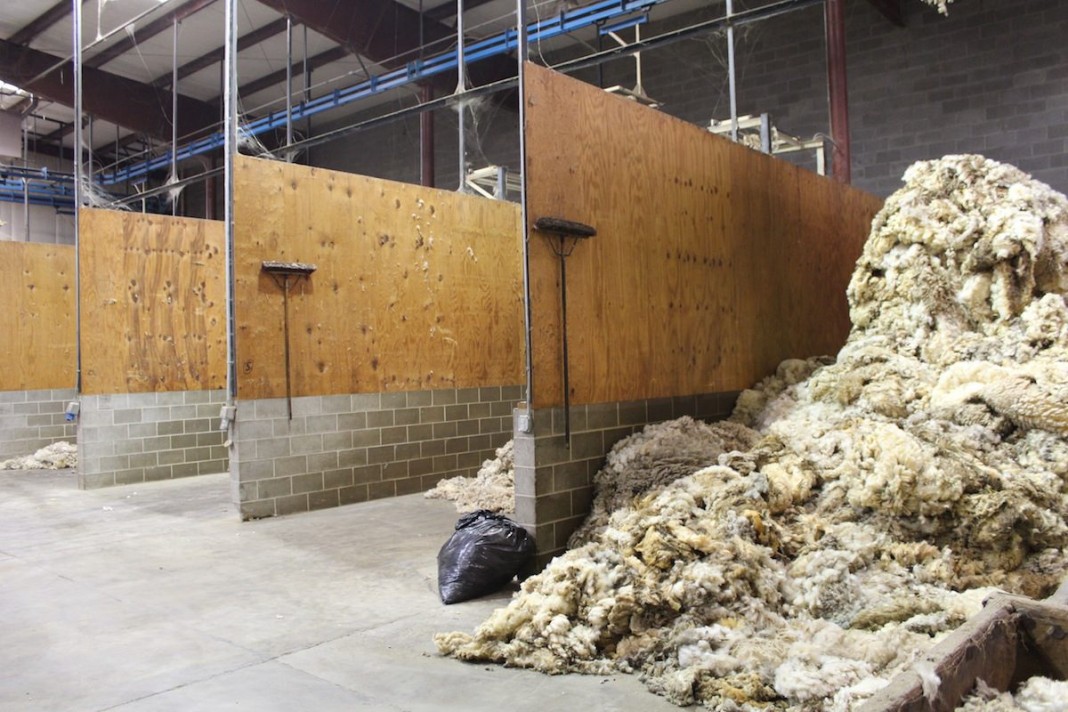 Ohio wool growers learn how to make a better cut - Farm and Dairy