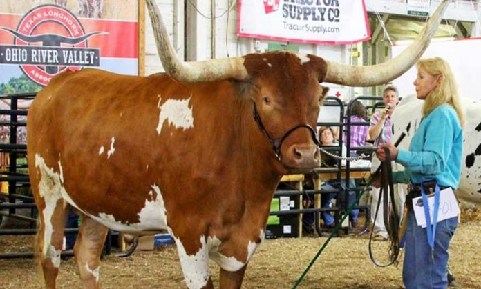 Ohio Texas Longhorn show draws a crowd - Farm and Dairy