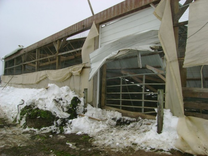 Pennsylvania barn collapse traps cows - Farm and Dairy