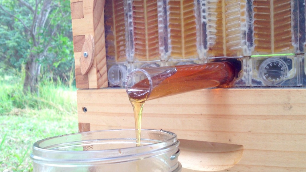 Flow Hive creates a buzz among beekeepers - Farm and Dairy