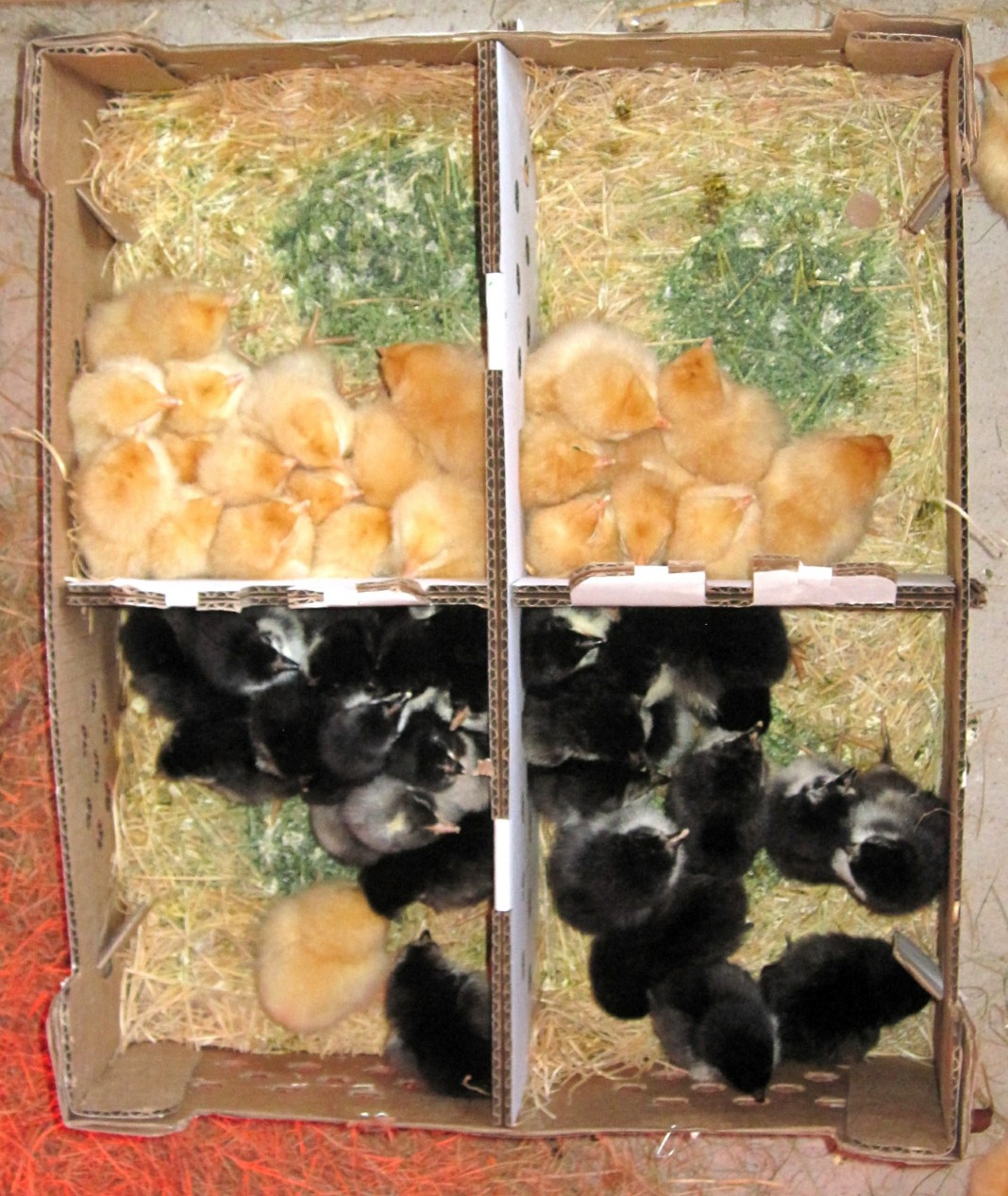 Pick a chick: How to choose the best breed of poultry for your backyard ...
