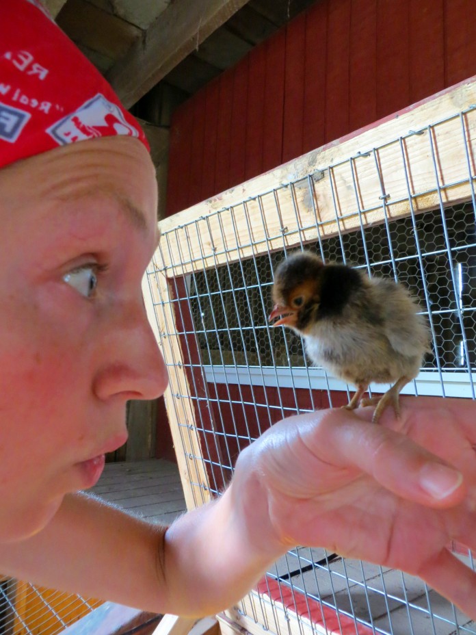 Pick a chick: How to choose the best breed of poultry for your backyard ...