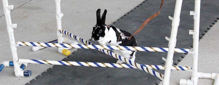 Hop to it: Jefferson County Fair hosts first rabbit hopping contest ...