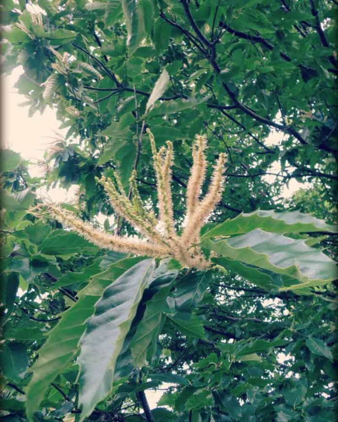 Return of an American favorite: How to grow and enjoy chestnuts at home ...