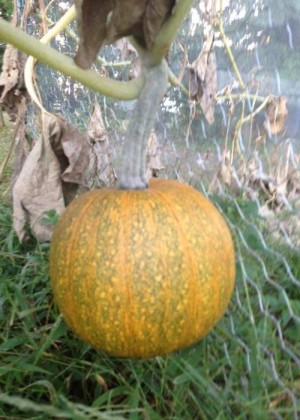How to grow pumpkins: 7 tips - Farm and Dairy