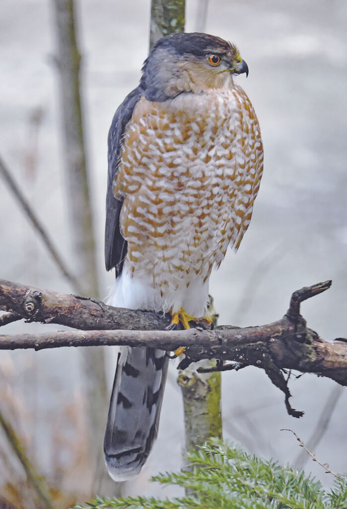 The Cooper’s hawk - Farm and Dairy