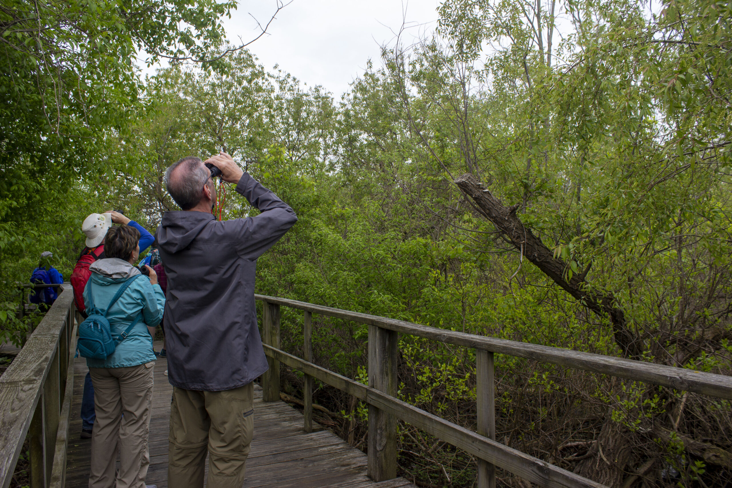 Birders flock to Magee Marsh for warblers and winged drama
