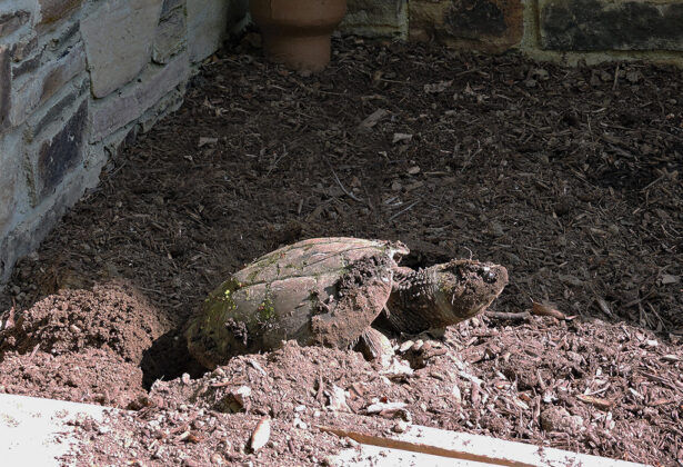 Egg-laying season for snapping turtles is upon us - Farm and Dairy
