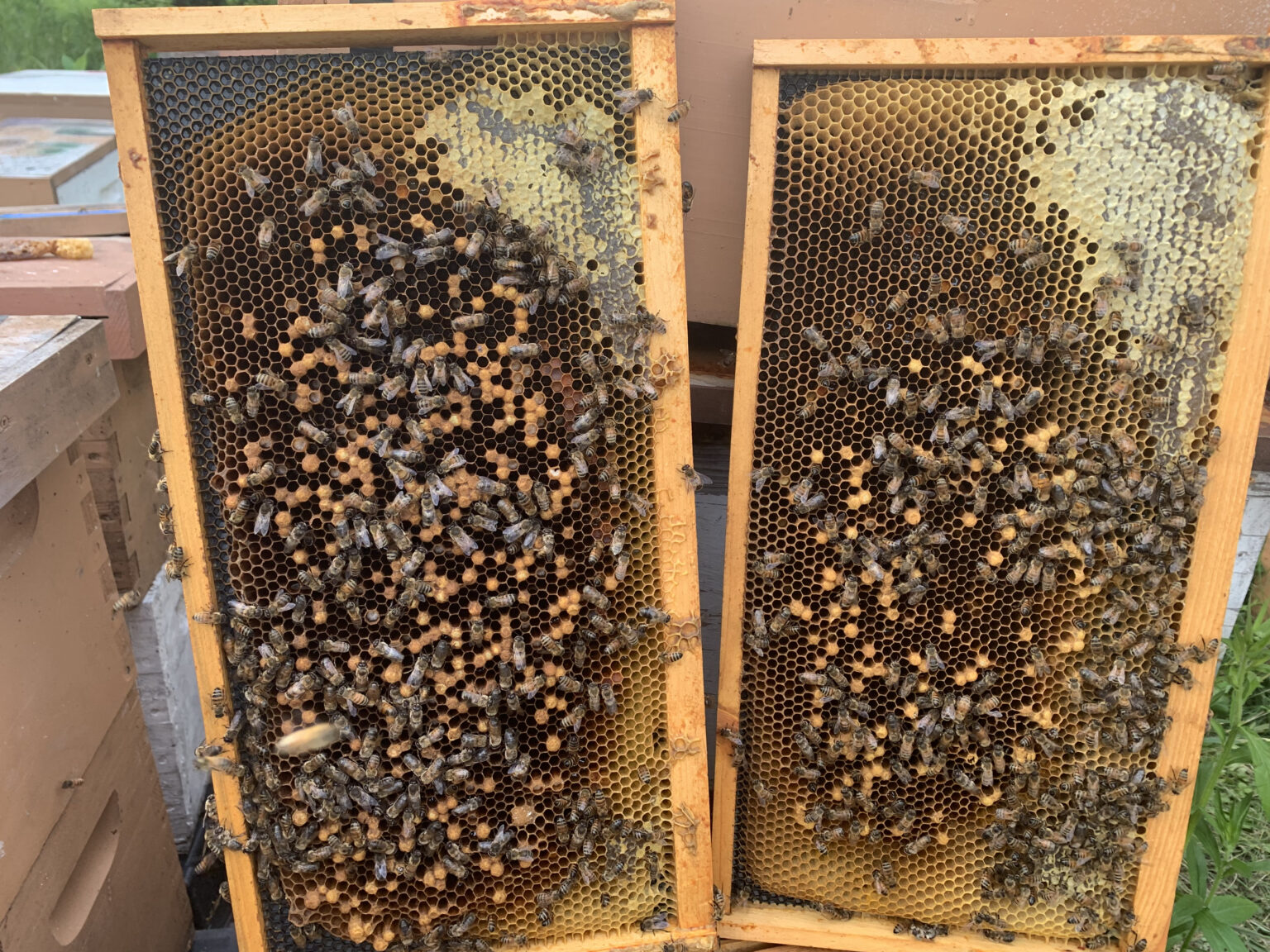 Laying workers in the hive - Farm and Dairy