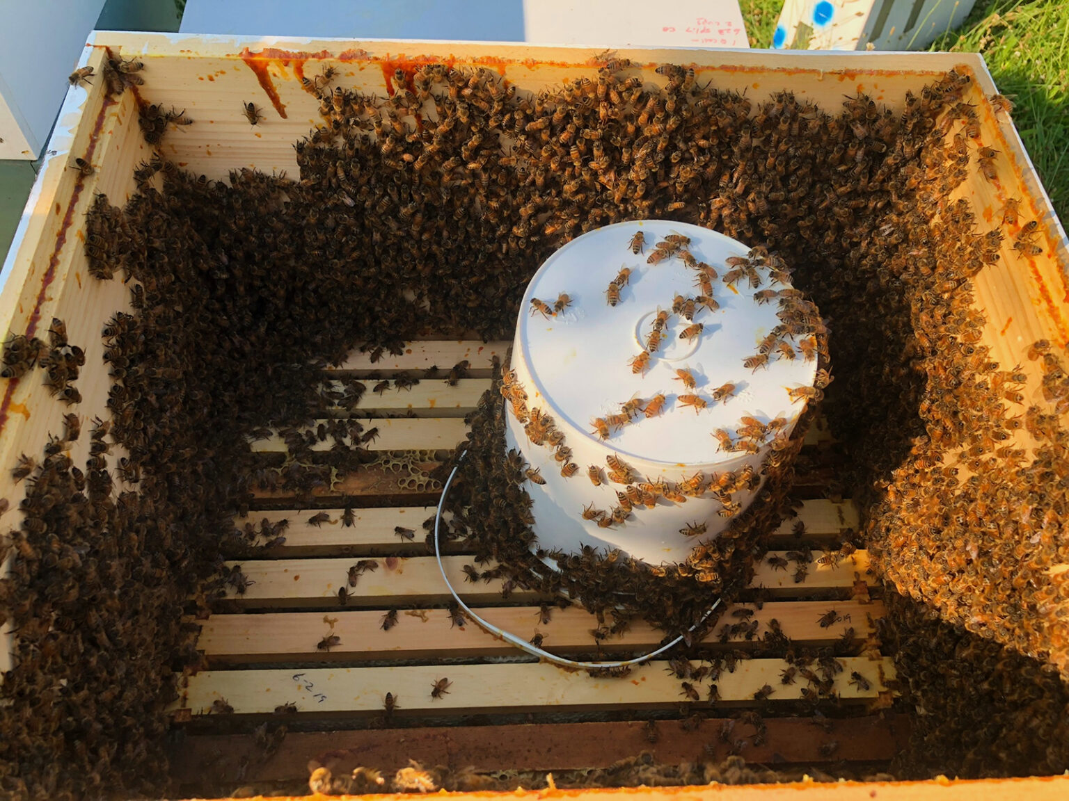 Sugar, sucrose and feeding your bees - Farm and Dairy