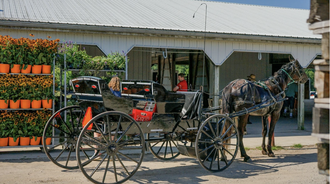 Fresh, affordable, local: Ohio's Amish produce markets keep communities ...