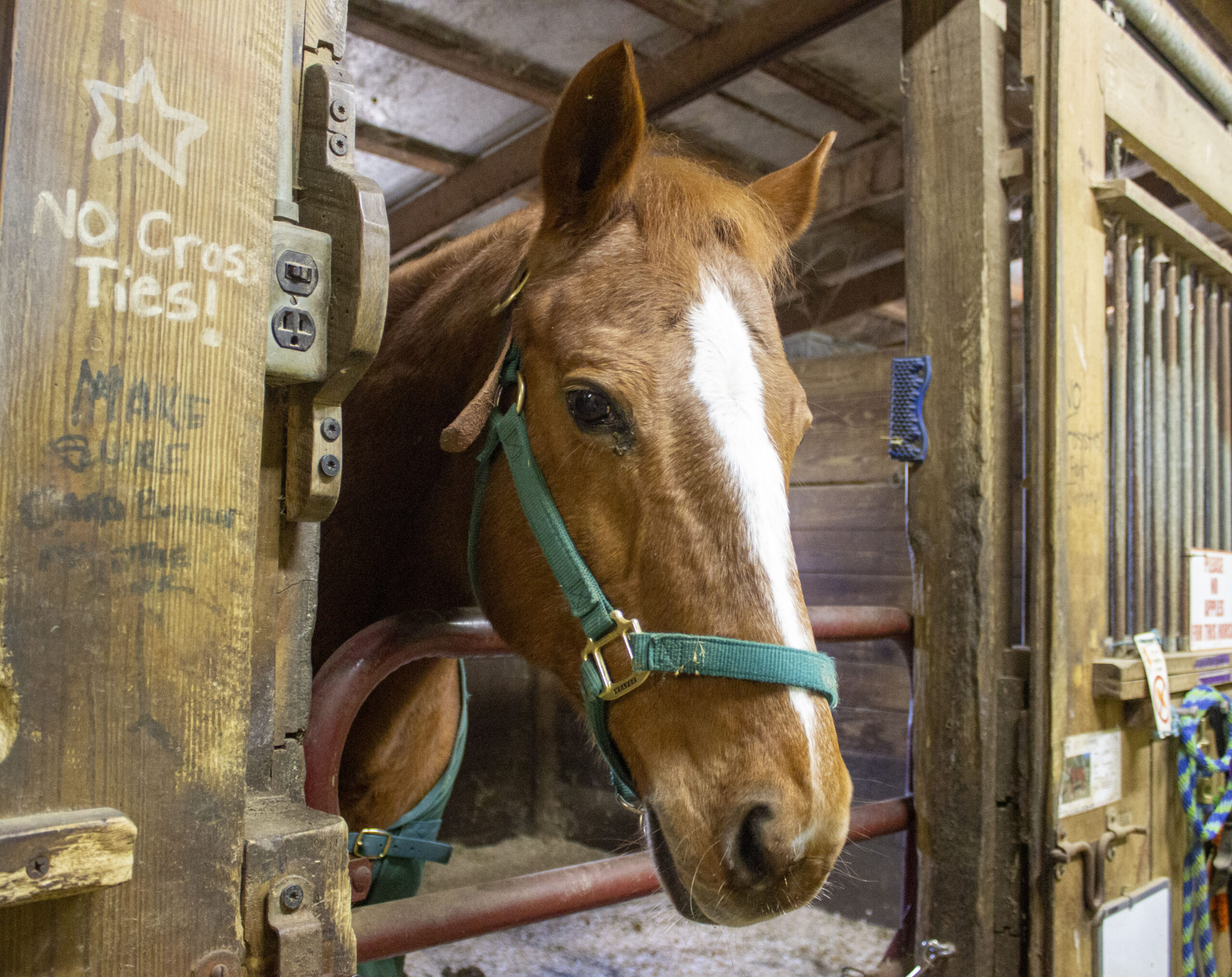 Neglect and Outcry: The Pure Gold Stables Horse Tragedy Highlights Gaps ...