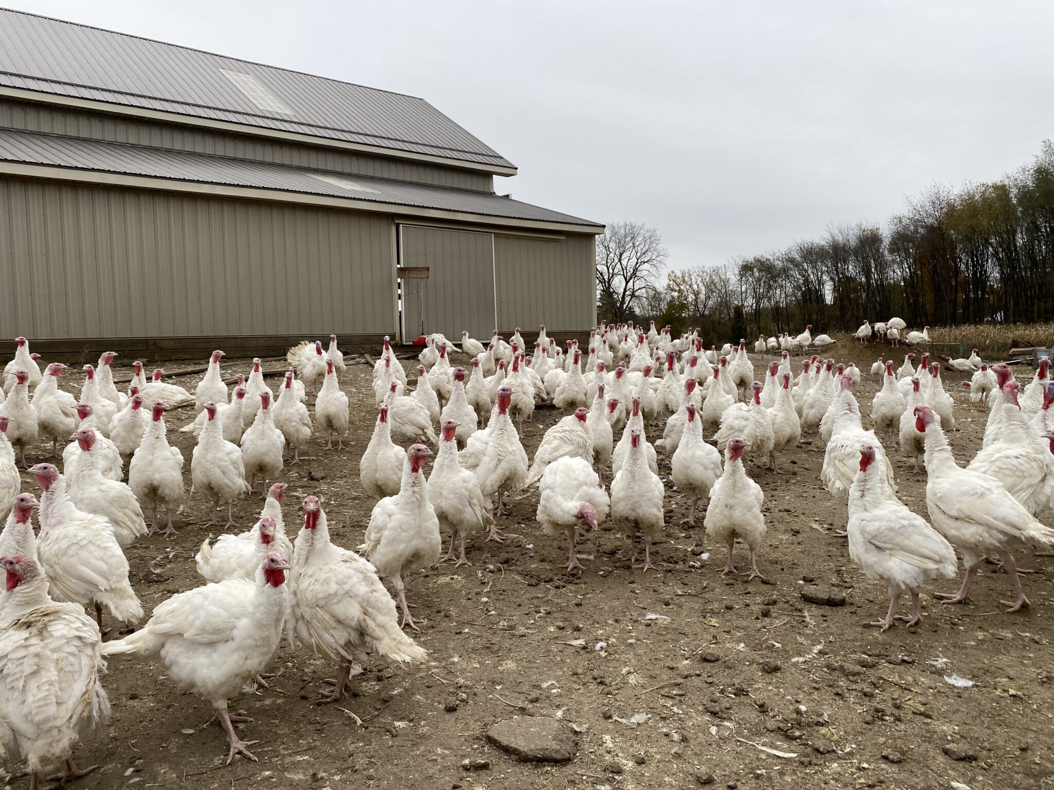 Ohio farm preserves worker's turkey tradition for Thanksgiving - Farm ...