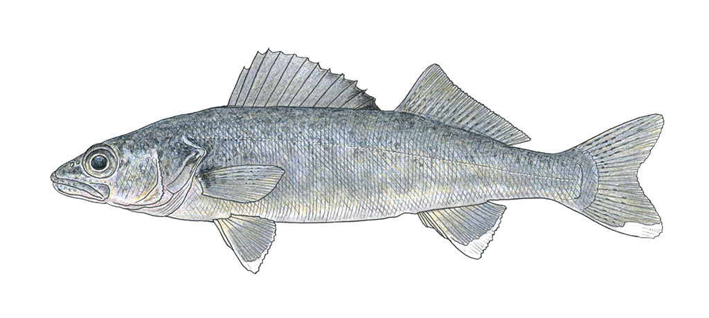 The blue pike: Fact vs. fiction of Lake Erie’s "Loch Ness Monster ...